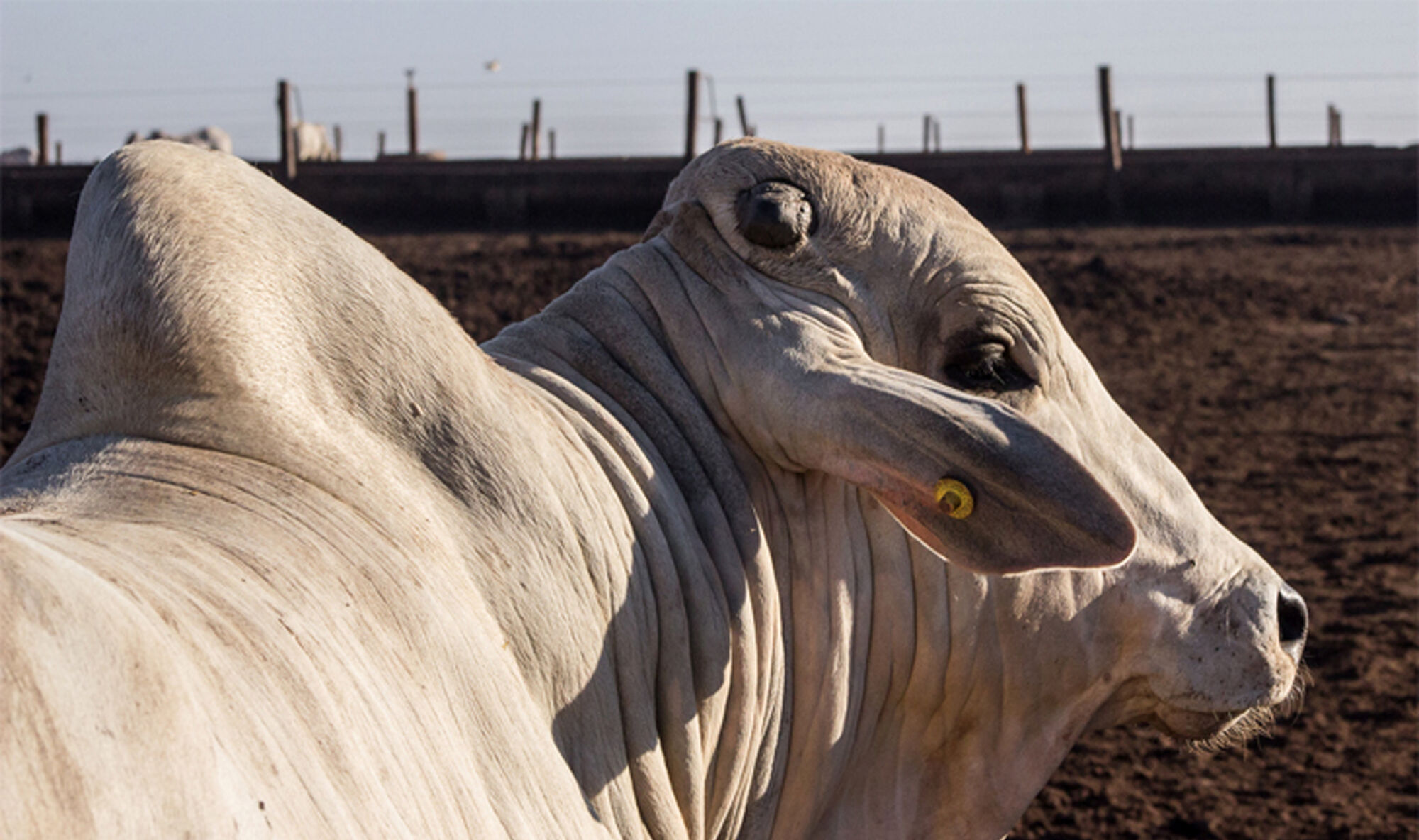 Preço do sebo bovino subiu 2,3% em um mês - Acrissul