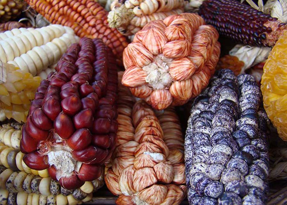 Cientistas elaboram uma nova versão da história do milho - Acrissul