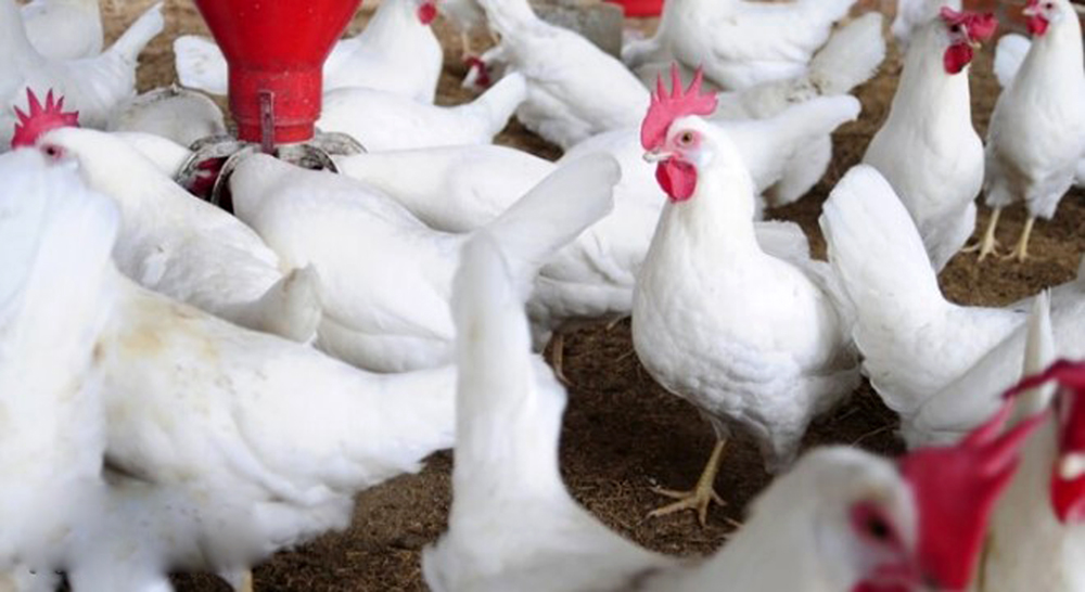 Frango na granja tem a primeira alta nos preços em 2019 - Acrissul