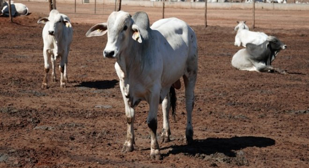 Pressão de baixa no mercado de sebo bovino - Acrissul