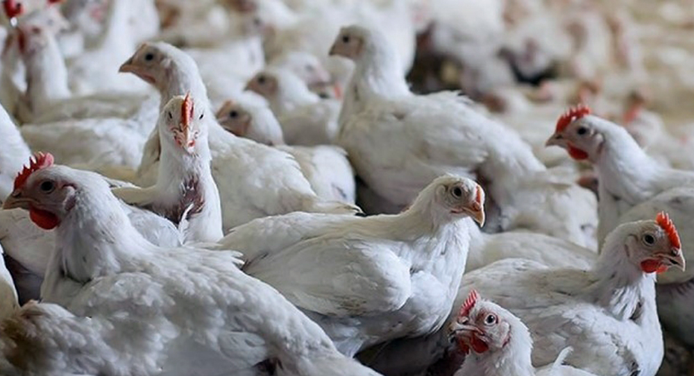 Menor movimentação no mercado de frango neste início de 2020 - Acrissul