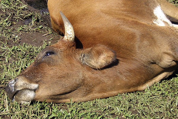 Especialista explica que ter vaca velha é dar "sopa" para o azar - Acrissul