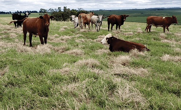 Ingestão de sementes potencializa disseminação de capim-annoni - Acrissul