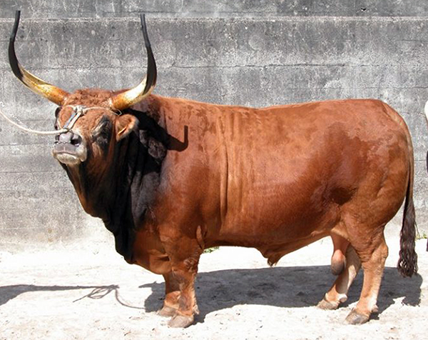 Conheça a Raça Barrosã, considerado como o boi mais belo do mundo ...