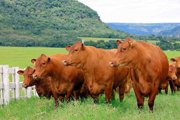 Associação vai ajudar a desenvolver a raça Senepol na Bolívia - Acrissul