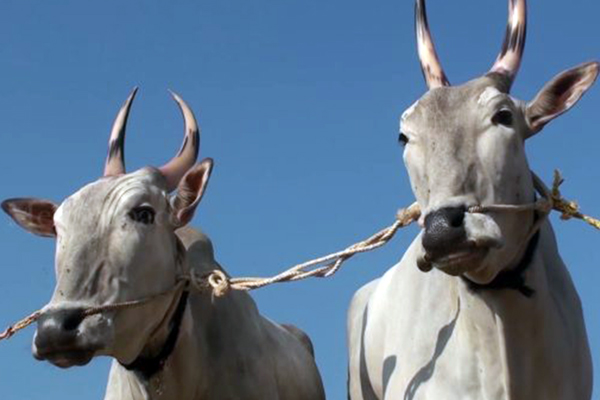 Conheça o Hallikar, o boi mais resistente do mundo - Acrissul