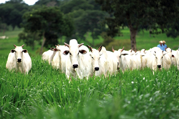 Senar promove live sobre conservação de pastagens para ruminantes ...