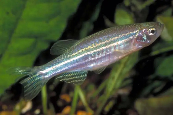 Pesticida encapsulado reduz toxicidade em larvas de peixe-zebra - Acrissul