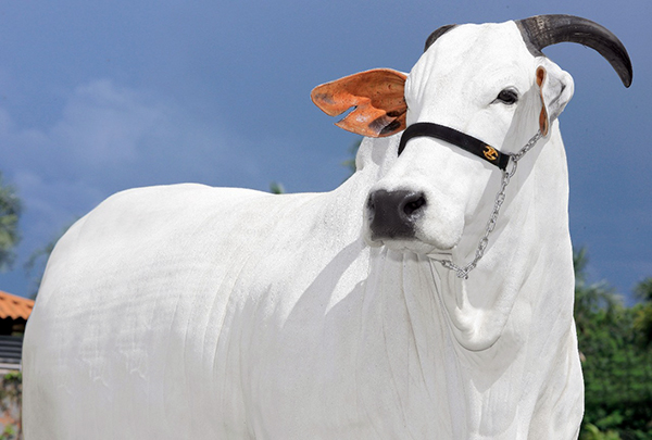 Nelore Zoller oferta Nelore e Nelore Mocho durante leilão em Campo ...