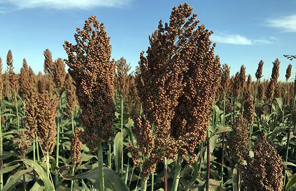 Movimento sem fronteiras quer promover cultivo e uso do sorgo - Acrissul