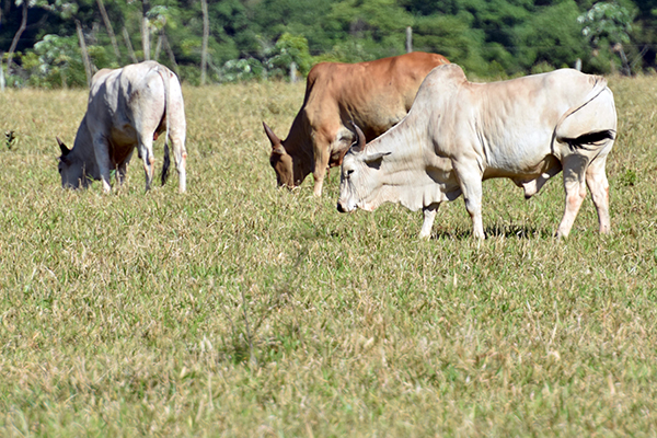 Decisão mexicana deve ampliar exportações de carne bovina de MS - Acrissul