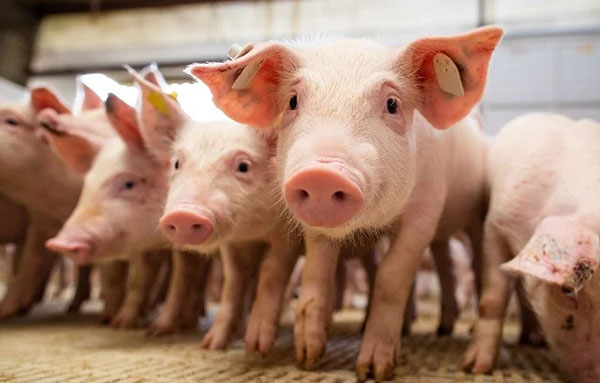 Confira oito dicas para planejar a área de descanso de suínos antes do ...