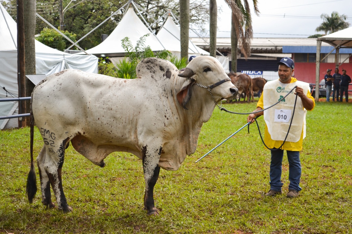 Líder é o grande campeão gir leiteiro na categoria macho jovem - Acrissul