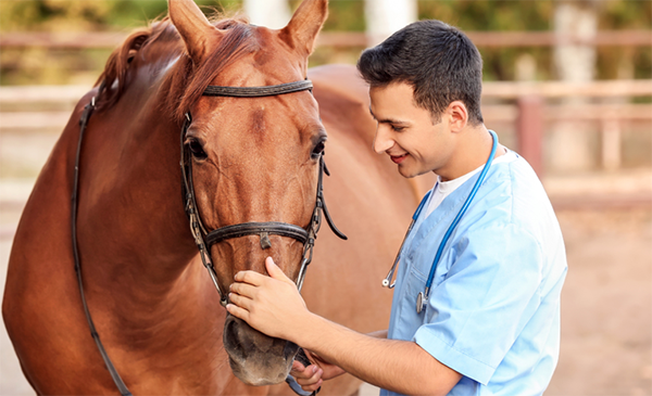 Mapa institui maio como Mês da Saúde Animal - Acrissul