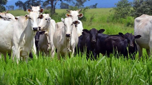 Abate De Bovinos E Suínos Cresce No 4º Trimestre De 2023 Acrissul