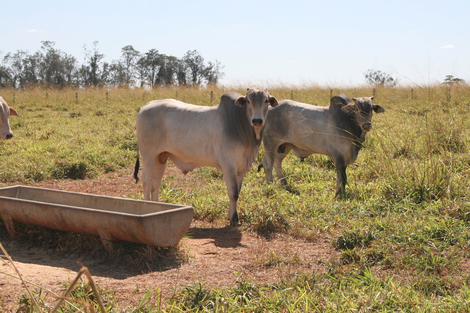 Transição águas-seca exige planejamento e suplementação nutricional ...
